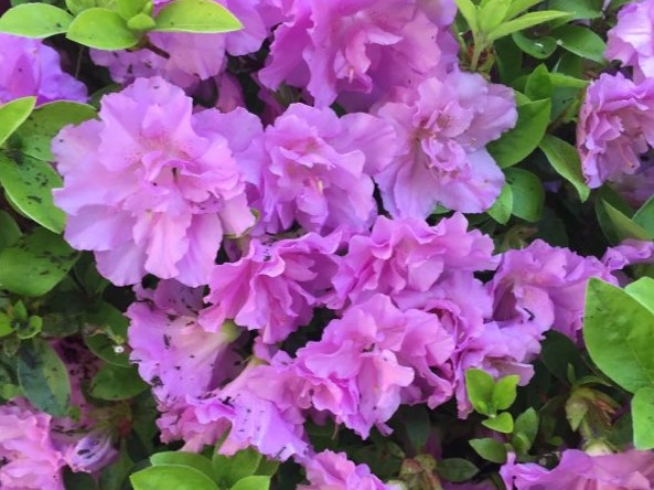 FEEDING THE FIRE AGAIN | whatwecookedlastweek